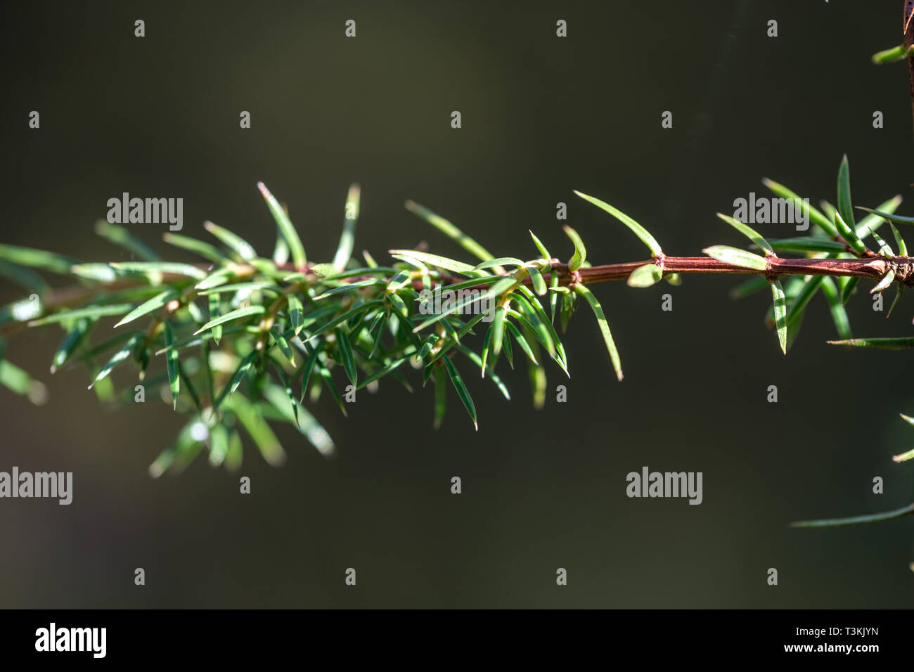 young spruce tree in spring day on blur background. sunny Stock Photo ...