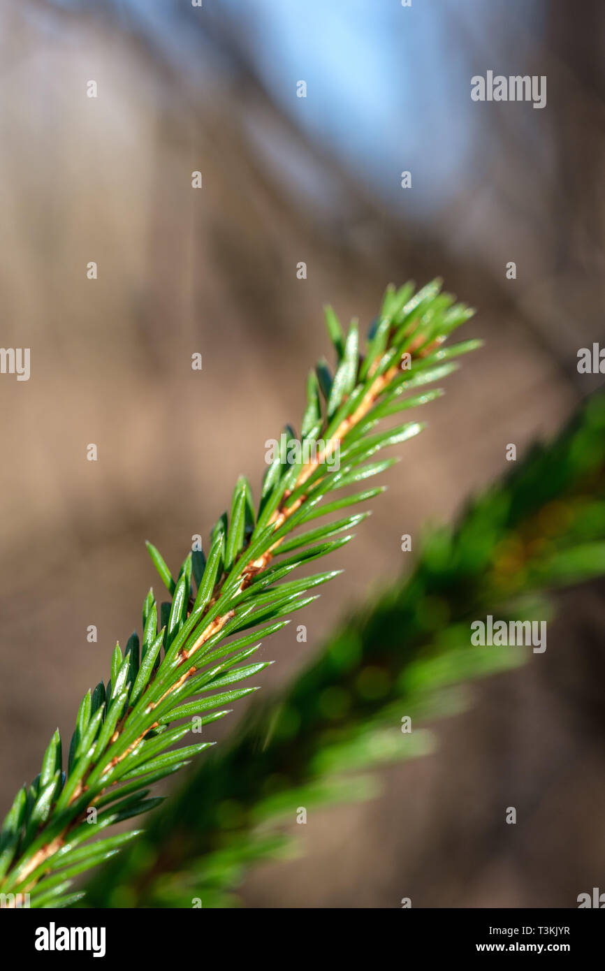 young spruce tree in spring day on blur background. sunny Stock Photo ...