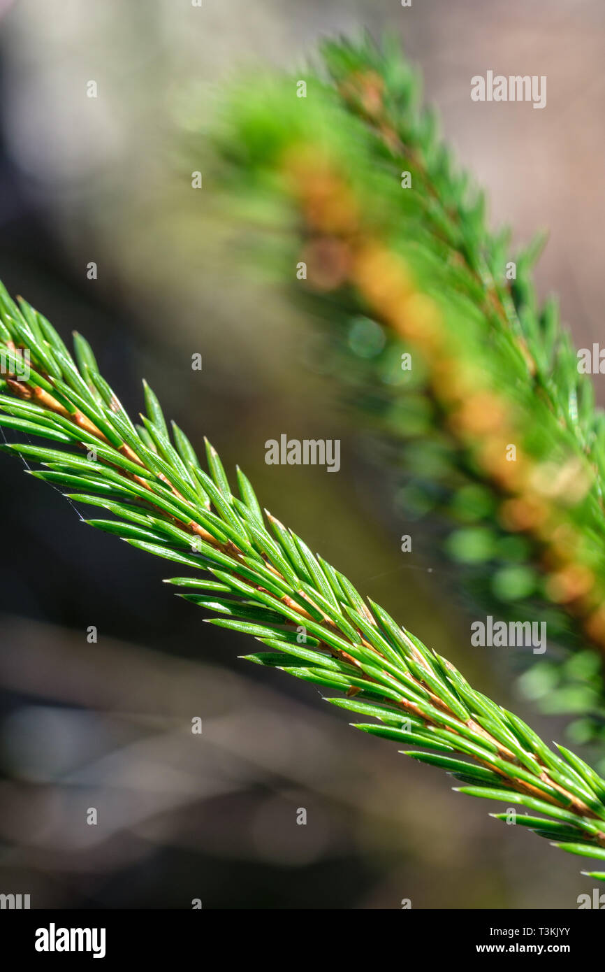young spruce tree in spring day on blur background. sunny Stock Photo ...