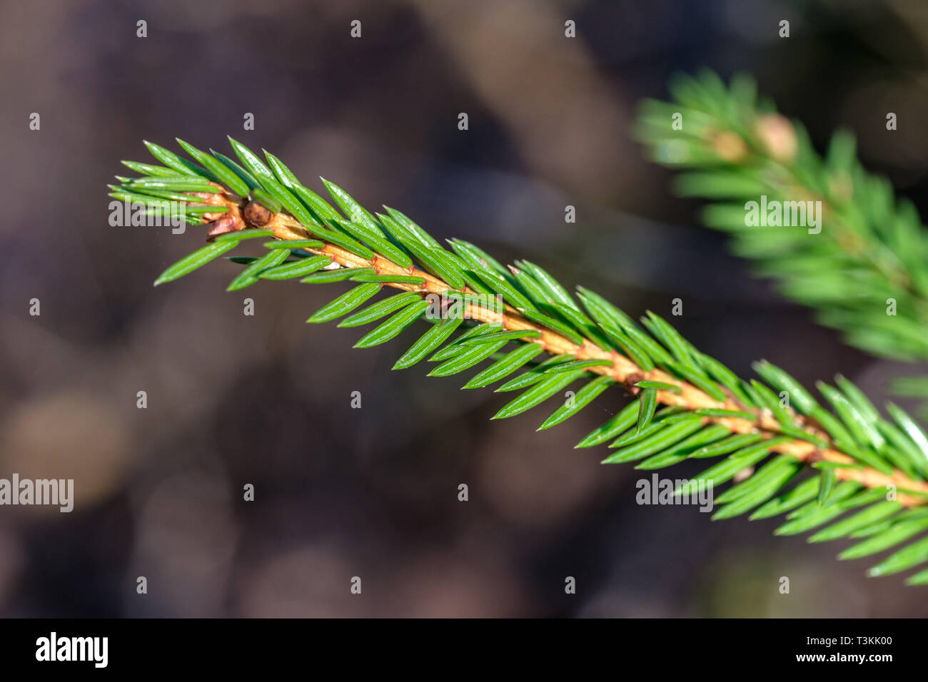 young spruce tree in spring day on blur background. sunny Stock Photo ...
