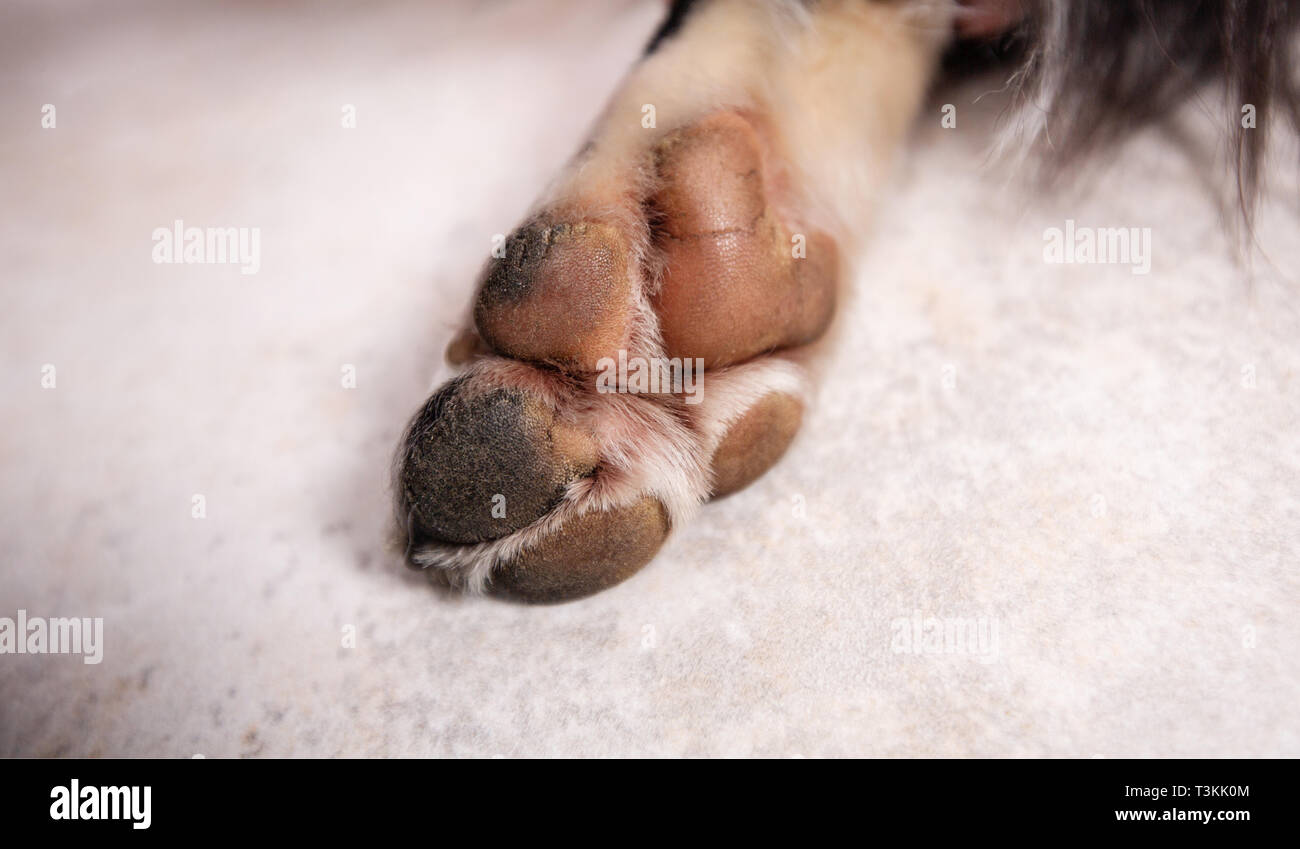 Clouse up dog paw cracks. Dog paw hygiene problems.Pet care concept ...