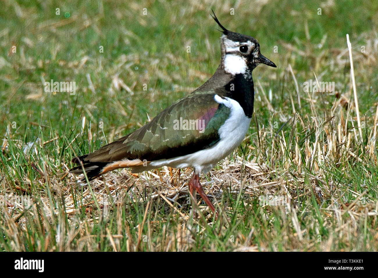 Peewit green plover hi-res stock photography and images - Alamy