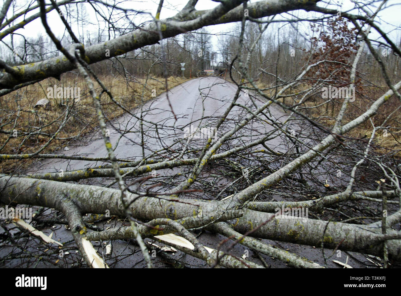 Stormen gudrun hi-res stock photography and images - Alamy