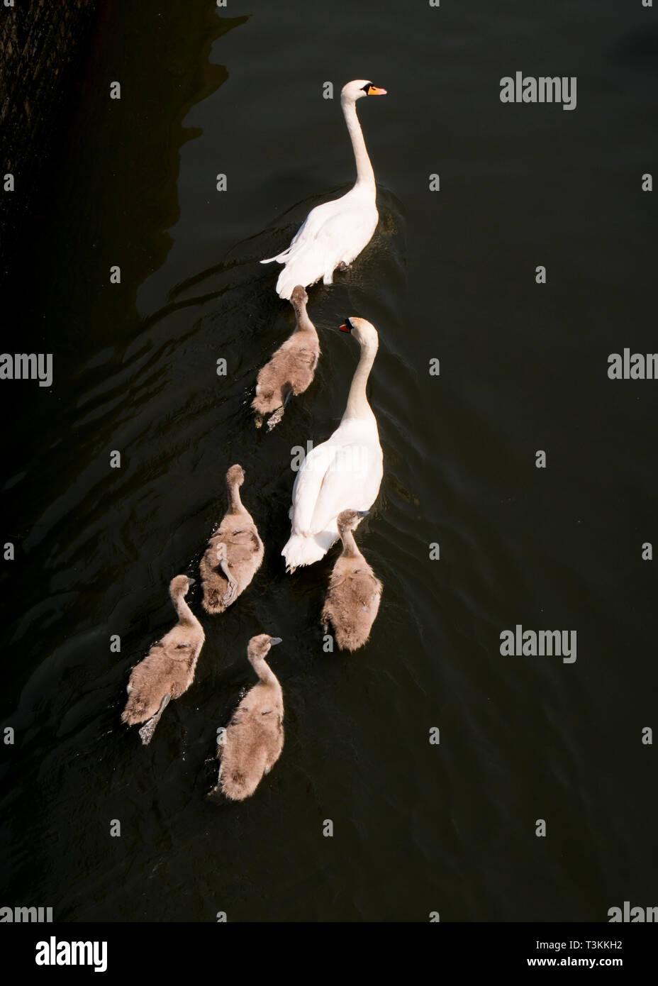 Seven cygnets hi-res stock photography and images - Alamy
