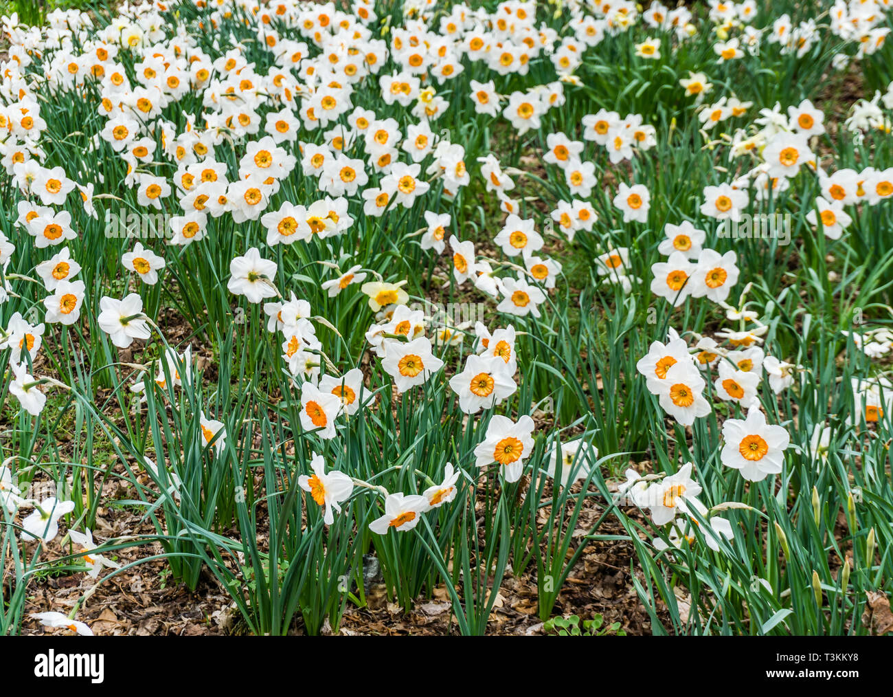 Flora and graden hi-res stock photography and images - Alamy