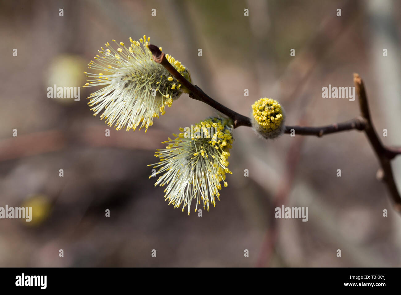 Catkin pollen hi-res stock photography and images - Alamy