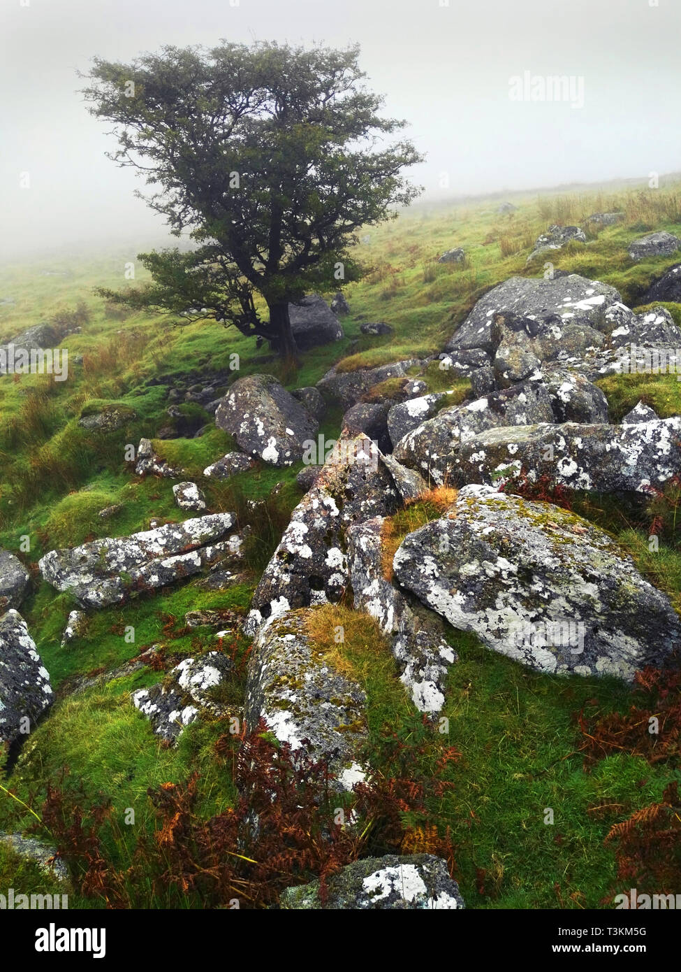 UK, England, Devon, Dartmoor, misty landscape Stock Photo - Alamy