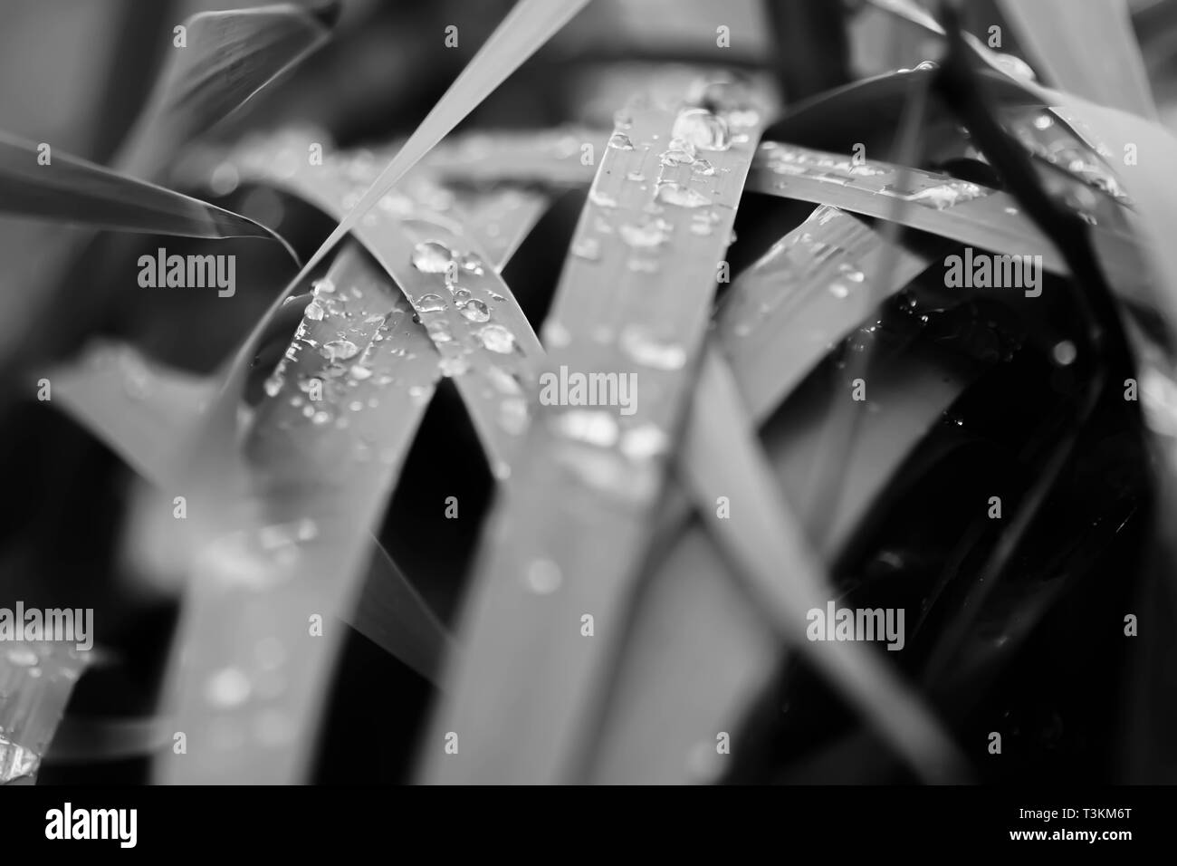 Water dew Black and White Stock Photos & Images - Alamy