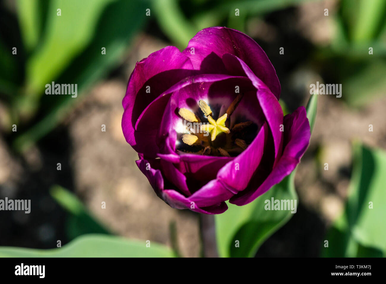 A deep purple tulip flower Stock Photo - Alamy