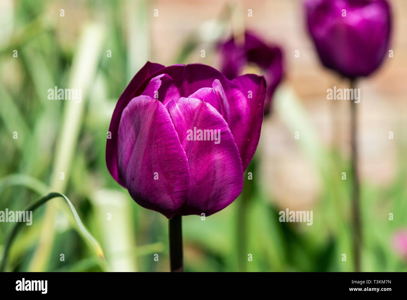 A deep purple tulip flower Stock Photo - Alamy