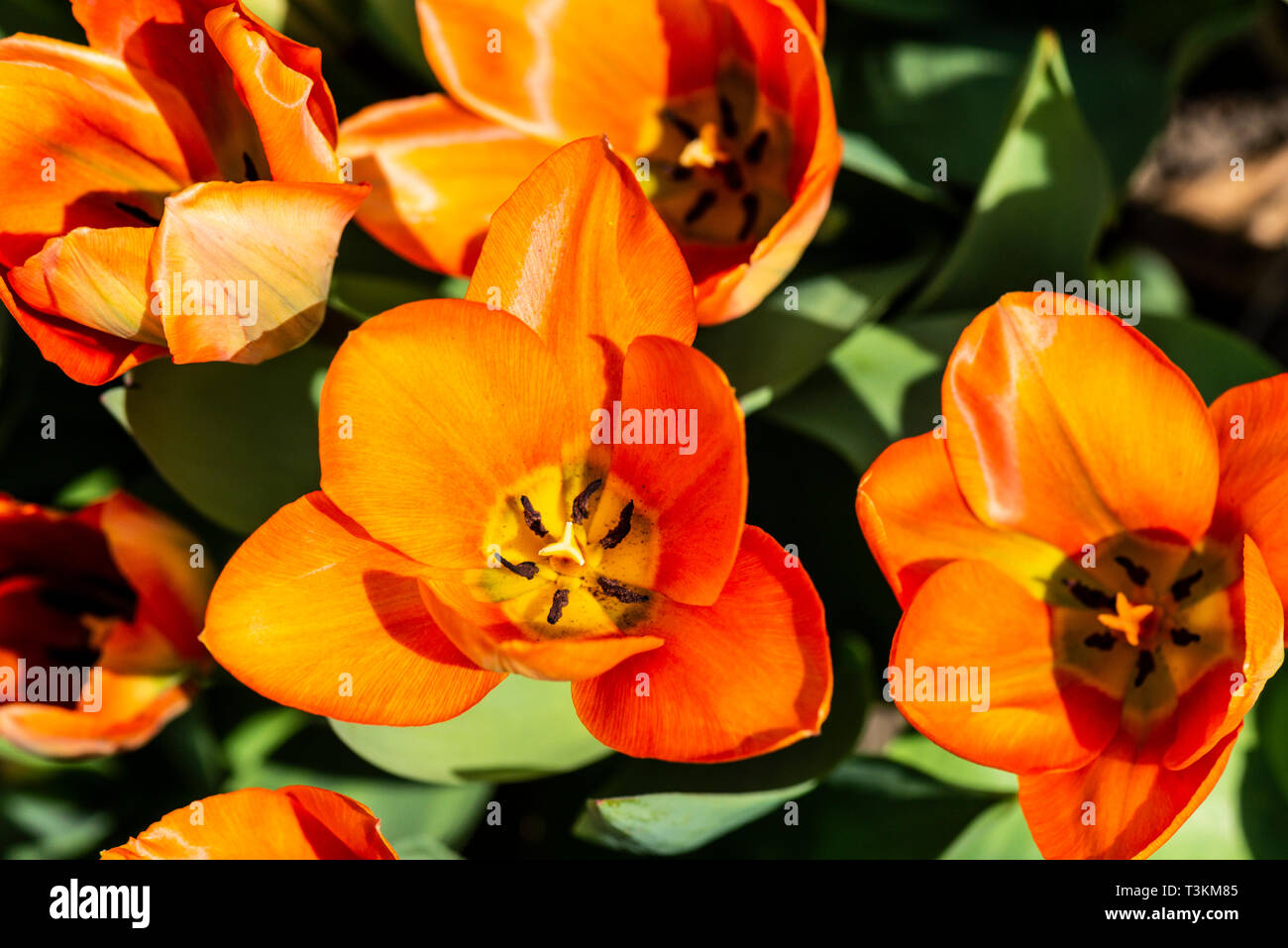 The flowers of tulip 'Orange Emperor' Stock Photo - Alamy