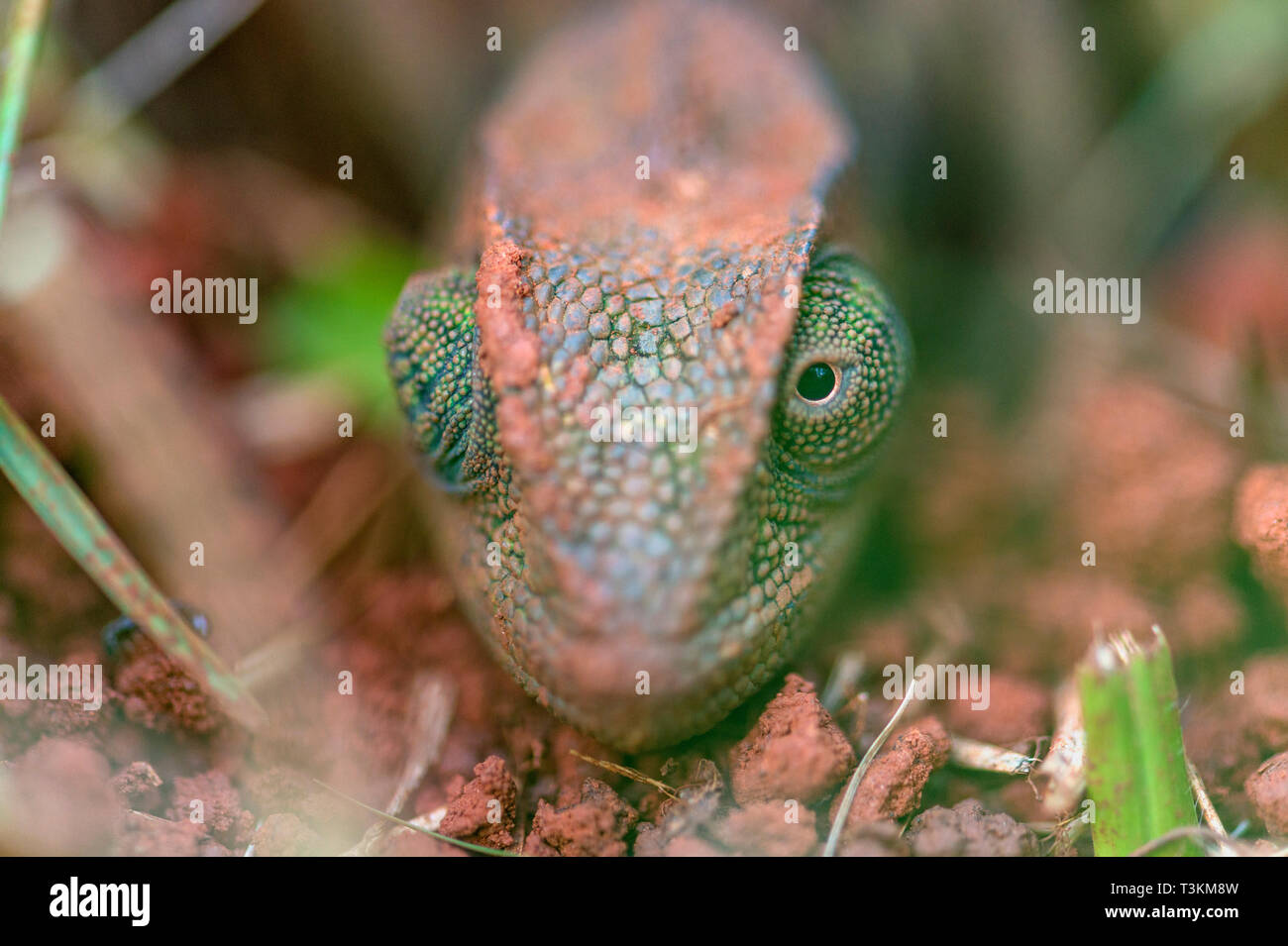 A breeding female flap Necked Chameleon Chamaeleo dilepis seen in ...