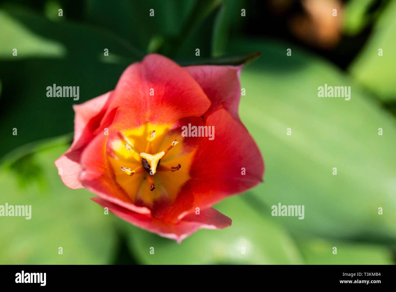 A pink tulip flower seen from above Stock Photo - Alamy