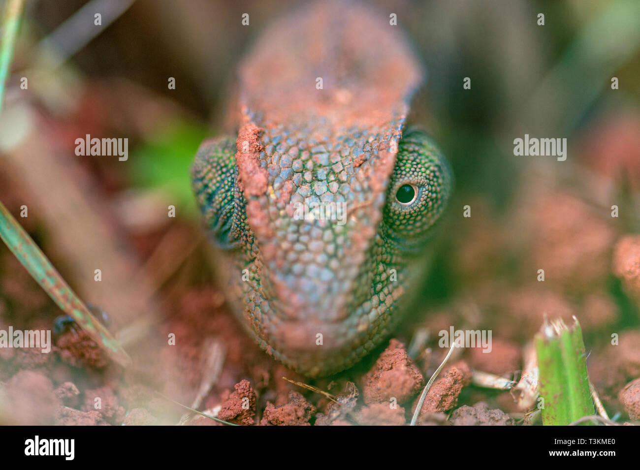 Chameleon laying eggs hi-res stock photography and images - Alamy