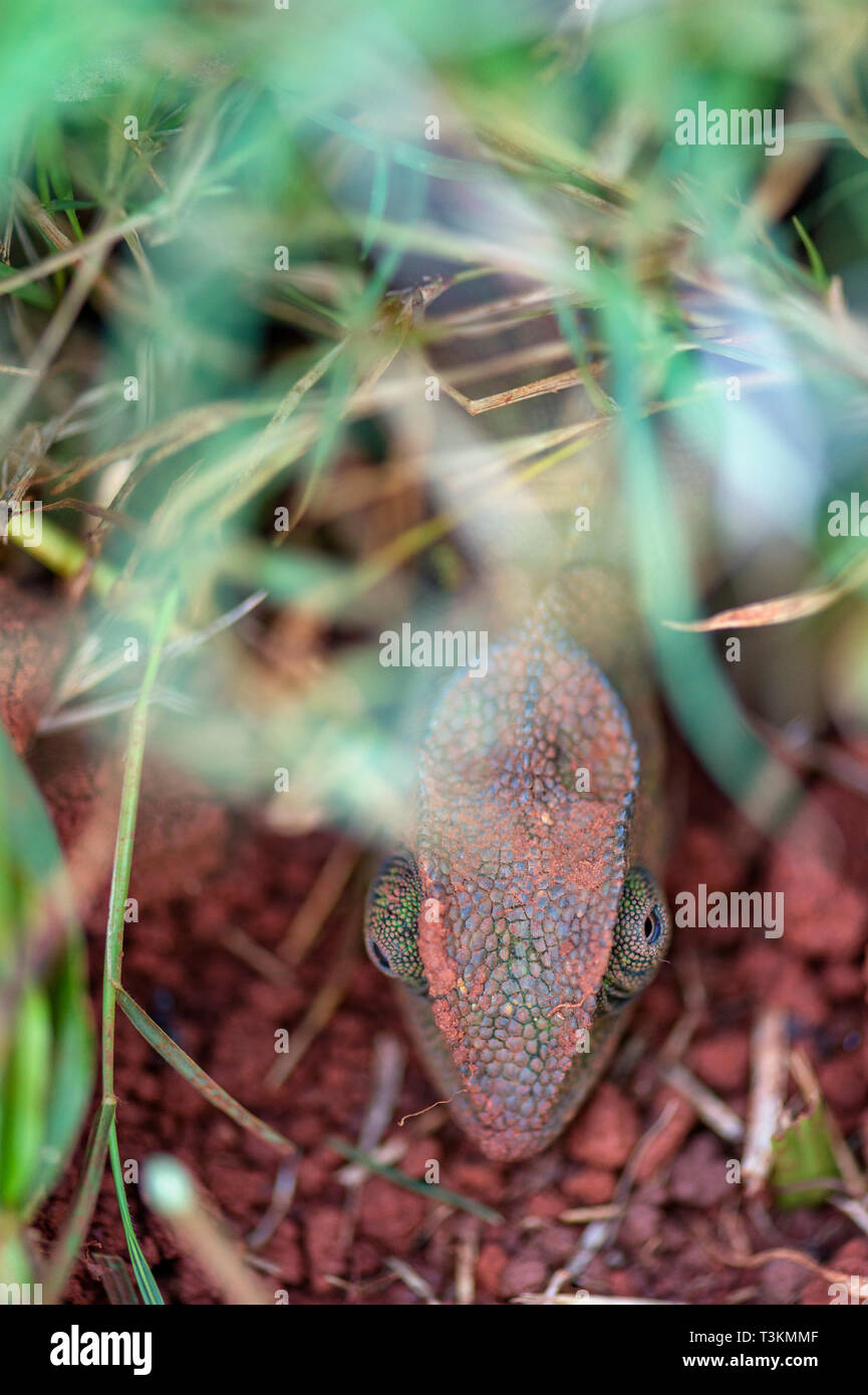 Chameleon laying eggs hi-res stock photography and images - Alamy