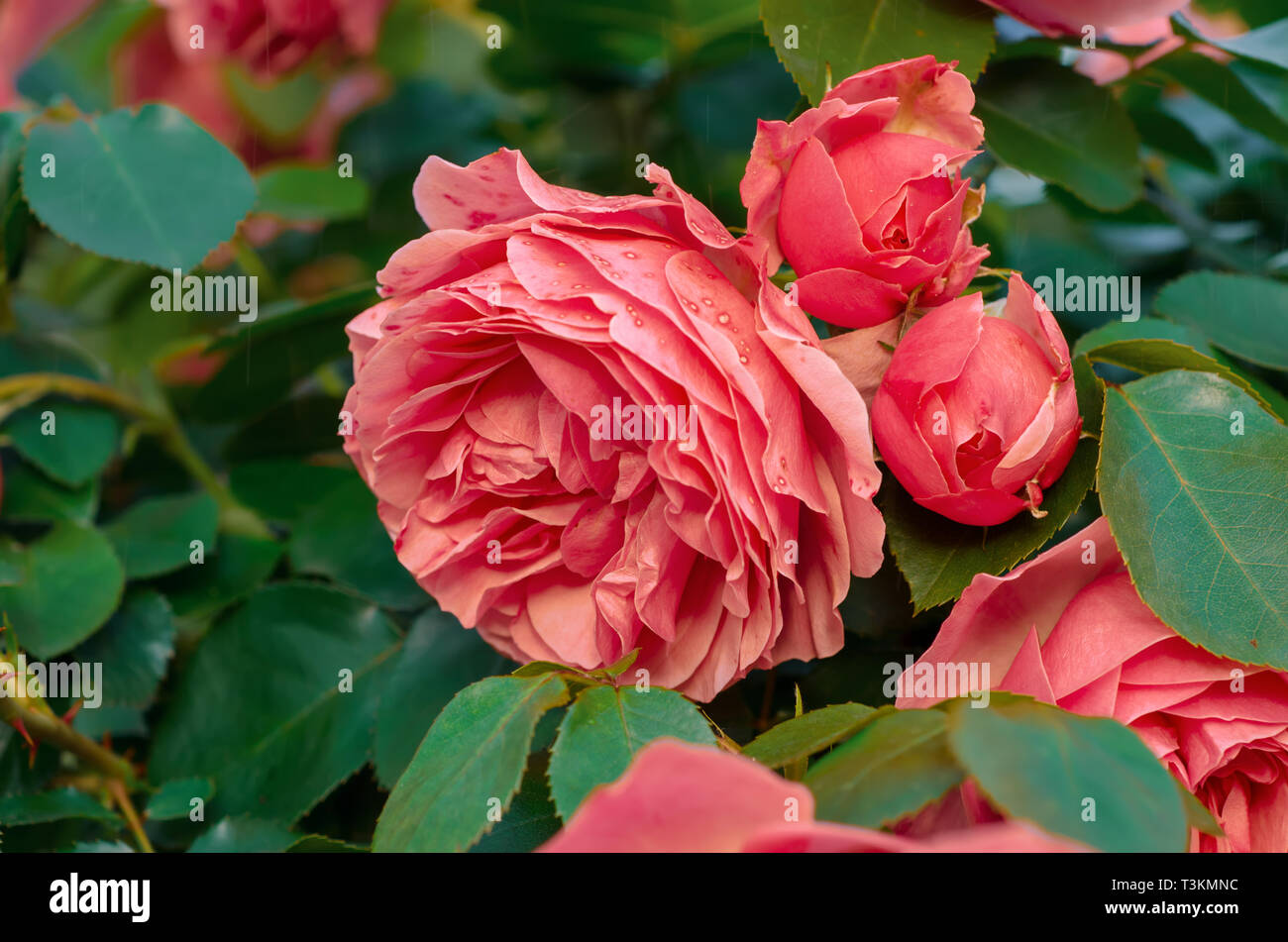 Pink roses garden Stock Photo - Alamy