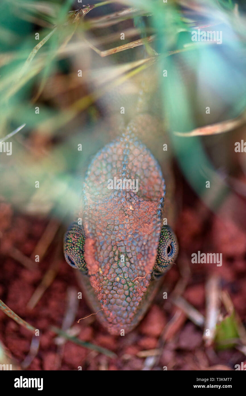 A breeding female flap Necked Chameleon Chamaeleo dilepis seen in ...