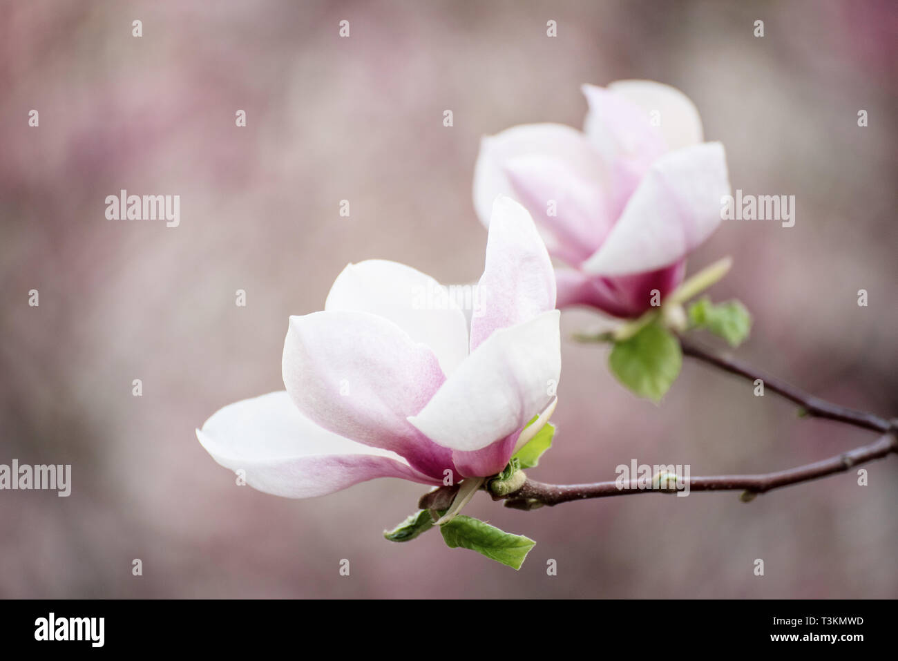 Magnolia spring flowers Stock Photo - Alamy