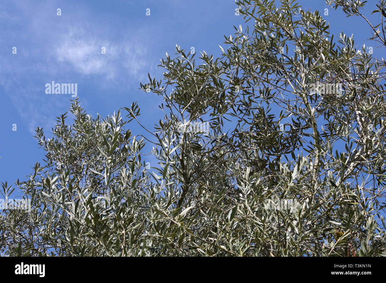 The foliage of an olive tree against the background of blue sky with a ...