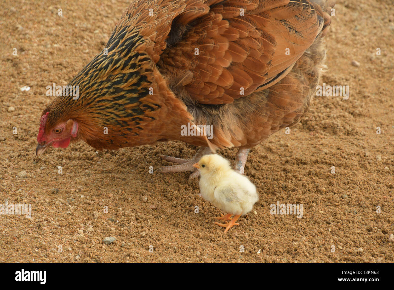 Hen chicken farmyard hi-res stock photography and images - Alamy