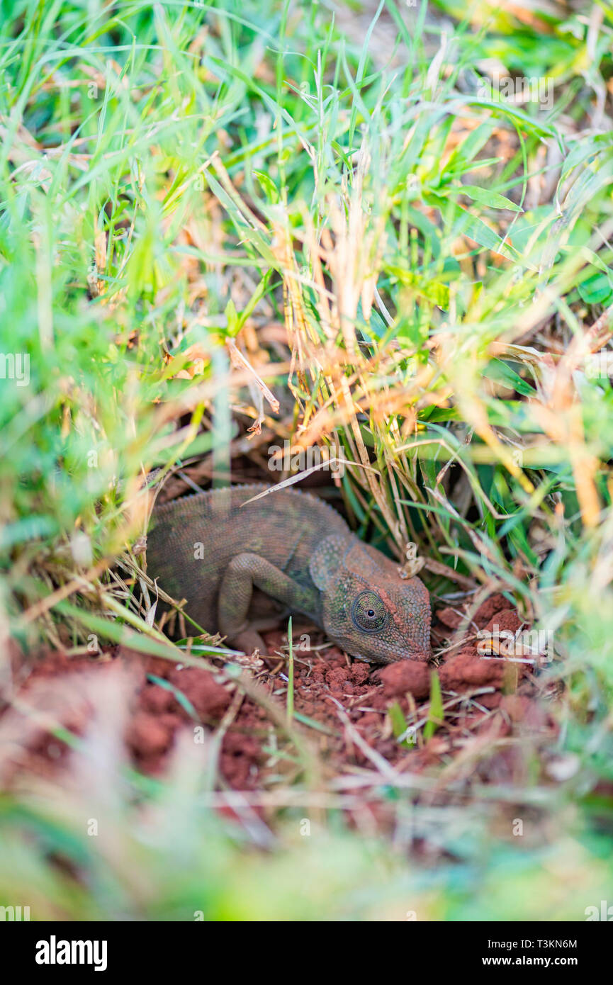 Chameleon laying eggs hi-res stock photography and images - Alamy