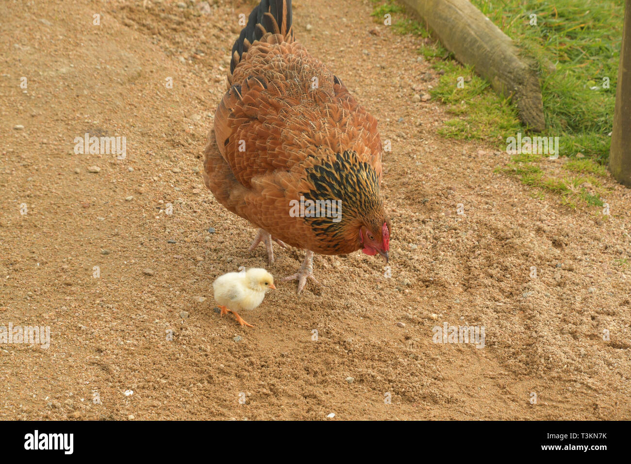 Hen chicken farmyard hi-res stock photography and images - Alamy