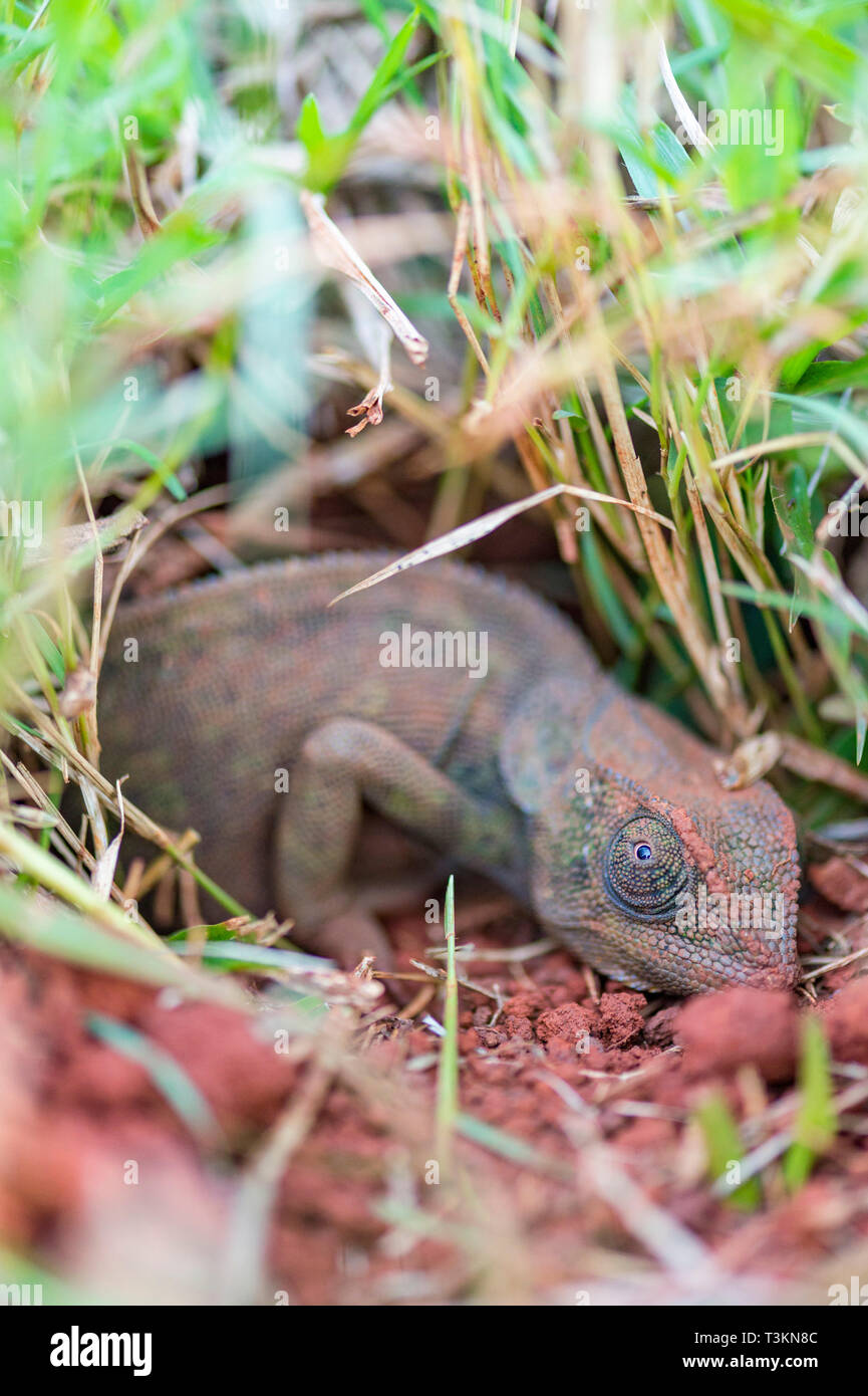 A breeding female flap Necked Chameleon Chamaeleo dilepis seen in ...