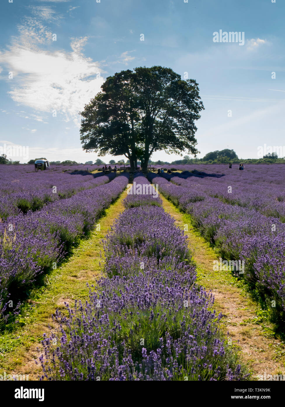Mayfield lavender, london hi-res stock photography and images - Alamy