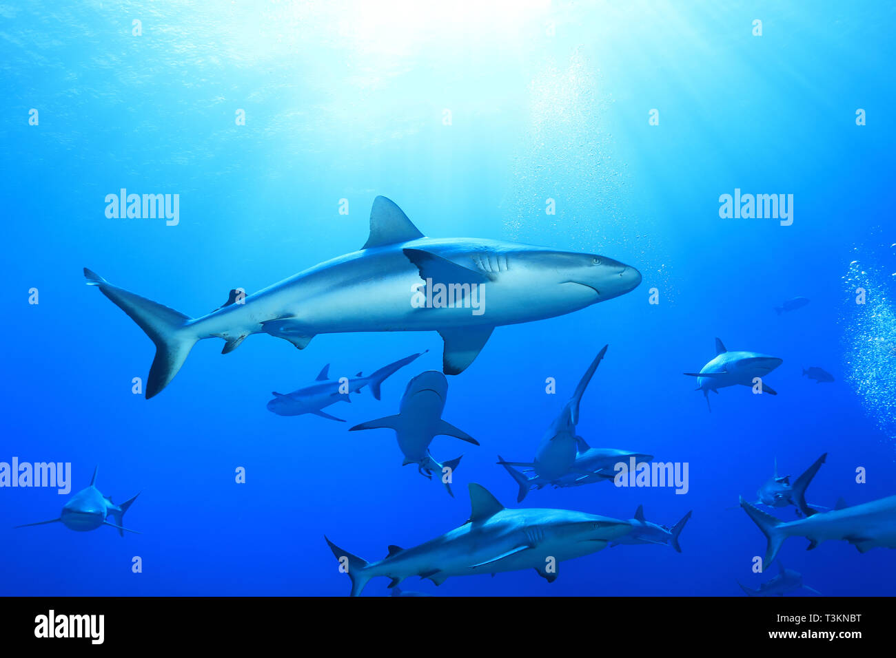 Great Barrier Reef Sharks Underwater Great Barrier Reef Legal