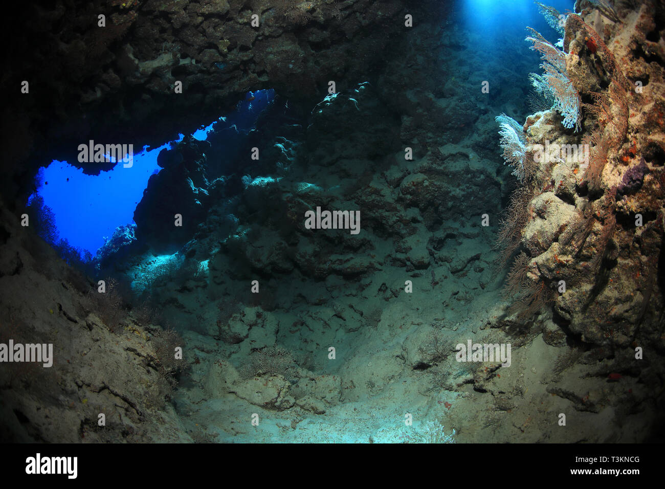 Entrance of underwater cave in the Great Barrier Reef Stock Photo - Alamy