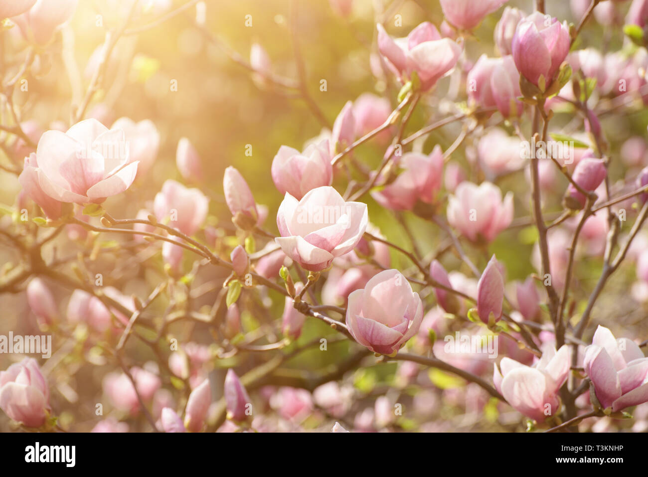 Magnolia spring flowers Stock Photo - Alamy