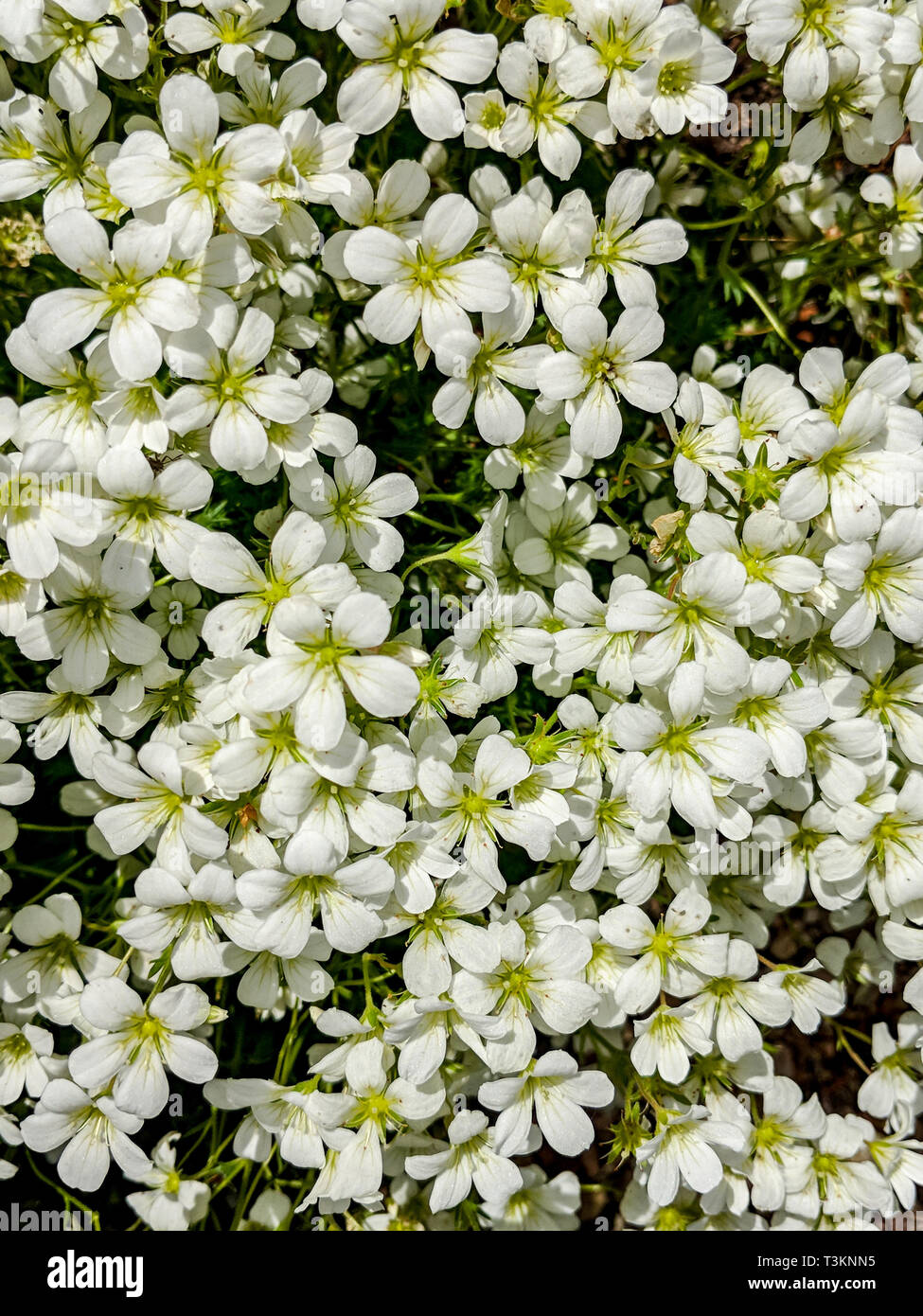 White Ground Cover Flowers Stock Photo - Alamy