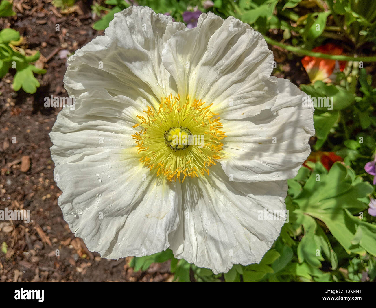 Soft flower hi-res stock photography and images - Alamy