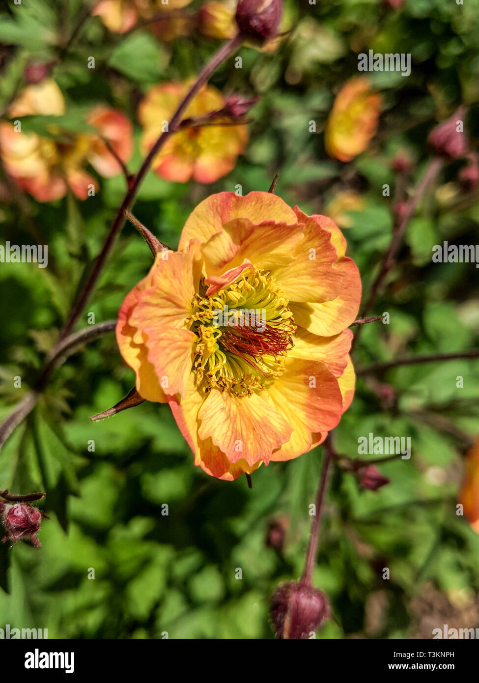 Orange Flame Flower Stock Photo - Alamy