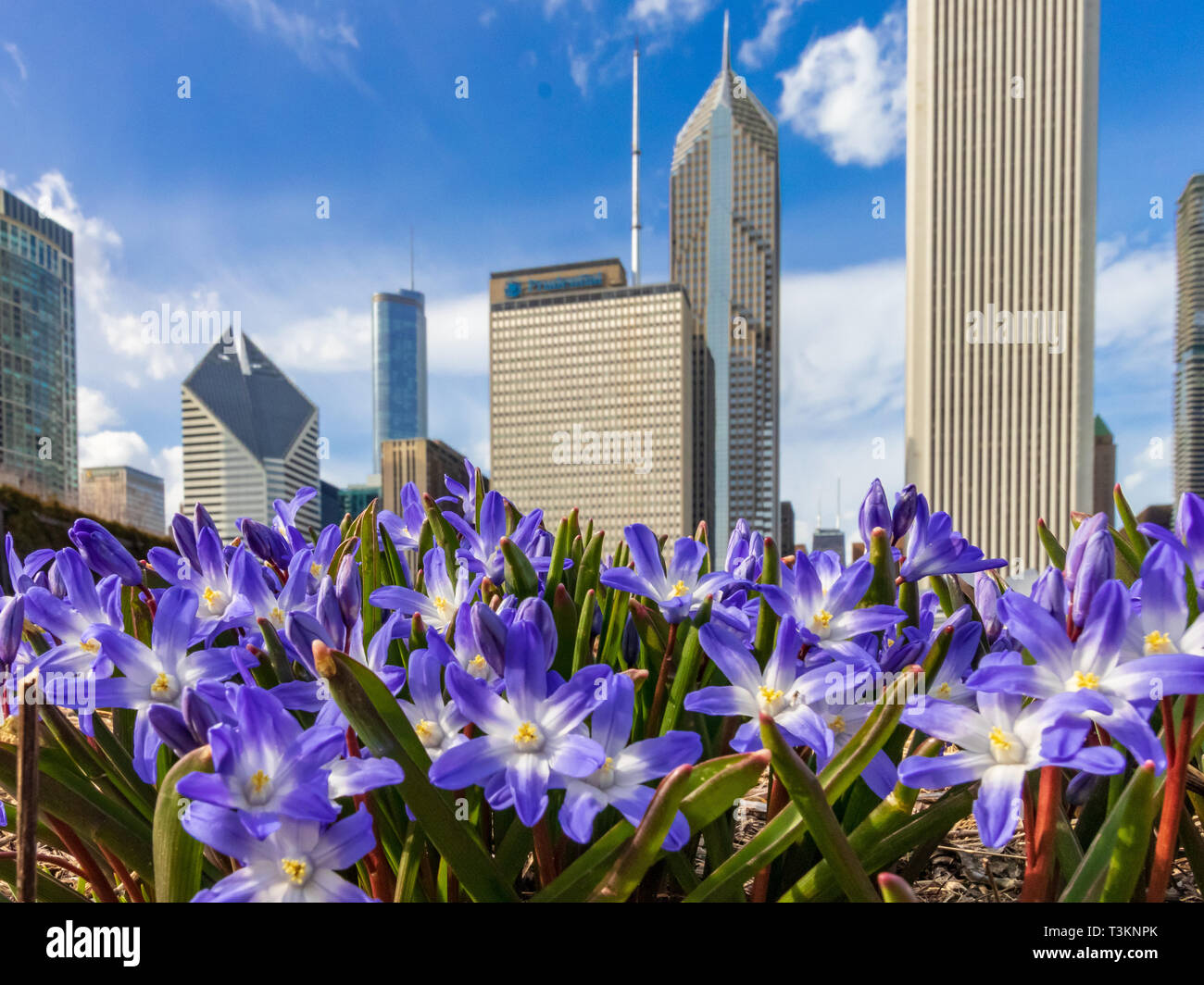 Early Spring in Chicago Stock Photo - Alamy