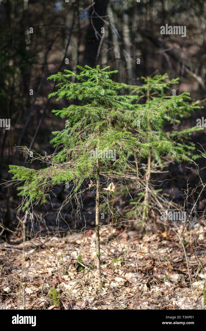 young spruce tree in spring day on blur background. sunny Stock Photo - Alamy