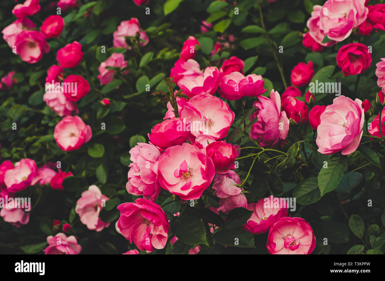 Pink roses garden Stock Photo - Alamy