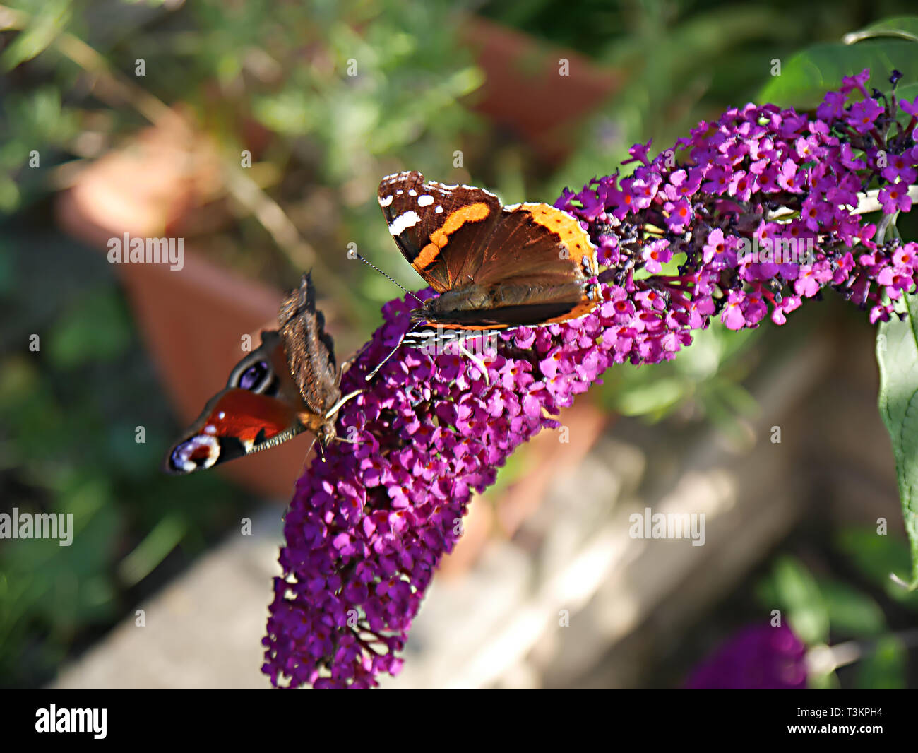 Butterfly ovum hi-res stock photography and images - Alamy