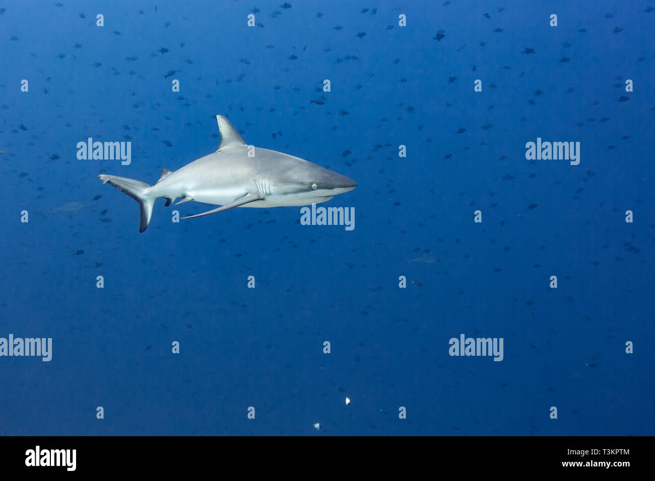 Closeup of Gray reef shark Carcharhinus amblyrhynchos Stock Photo - Alamy