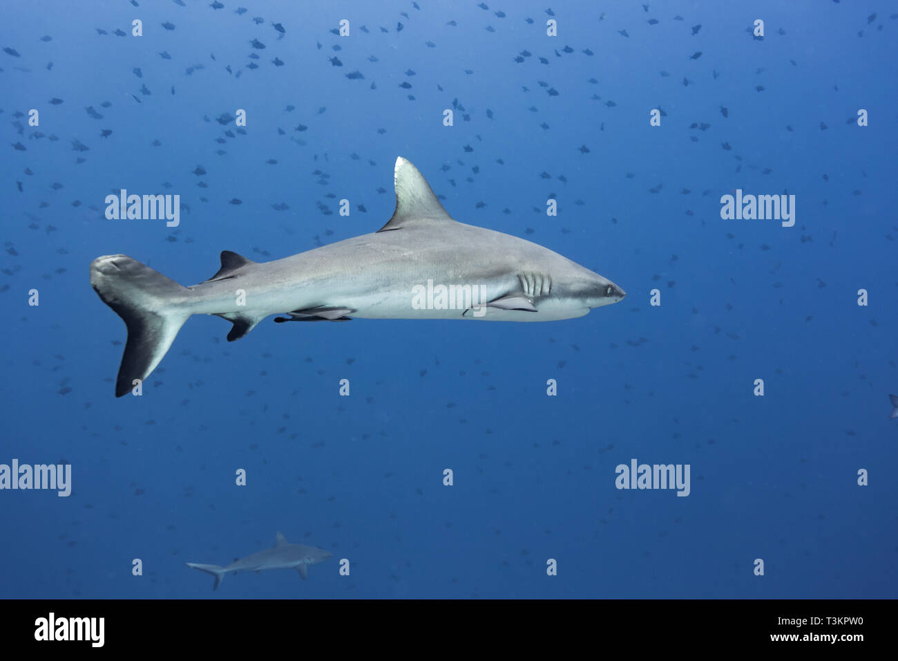 Shark fin tail hi-res stock photography and images - Alamy