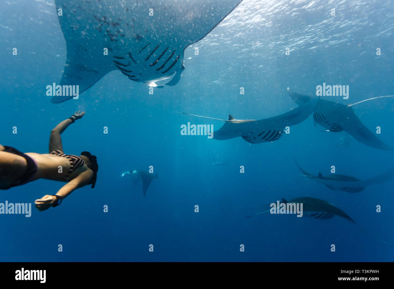 Free diver swims under school of giant manta rays, Mobula alfredi, in ...