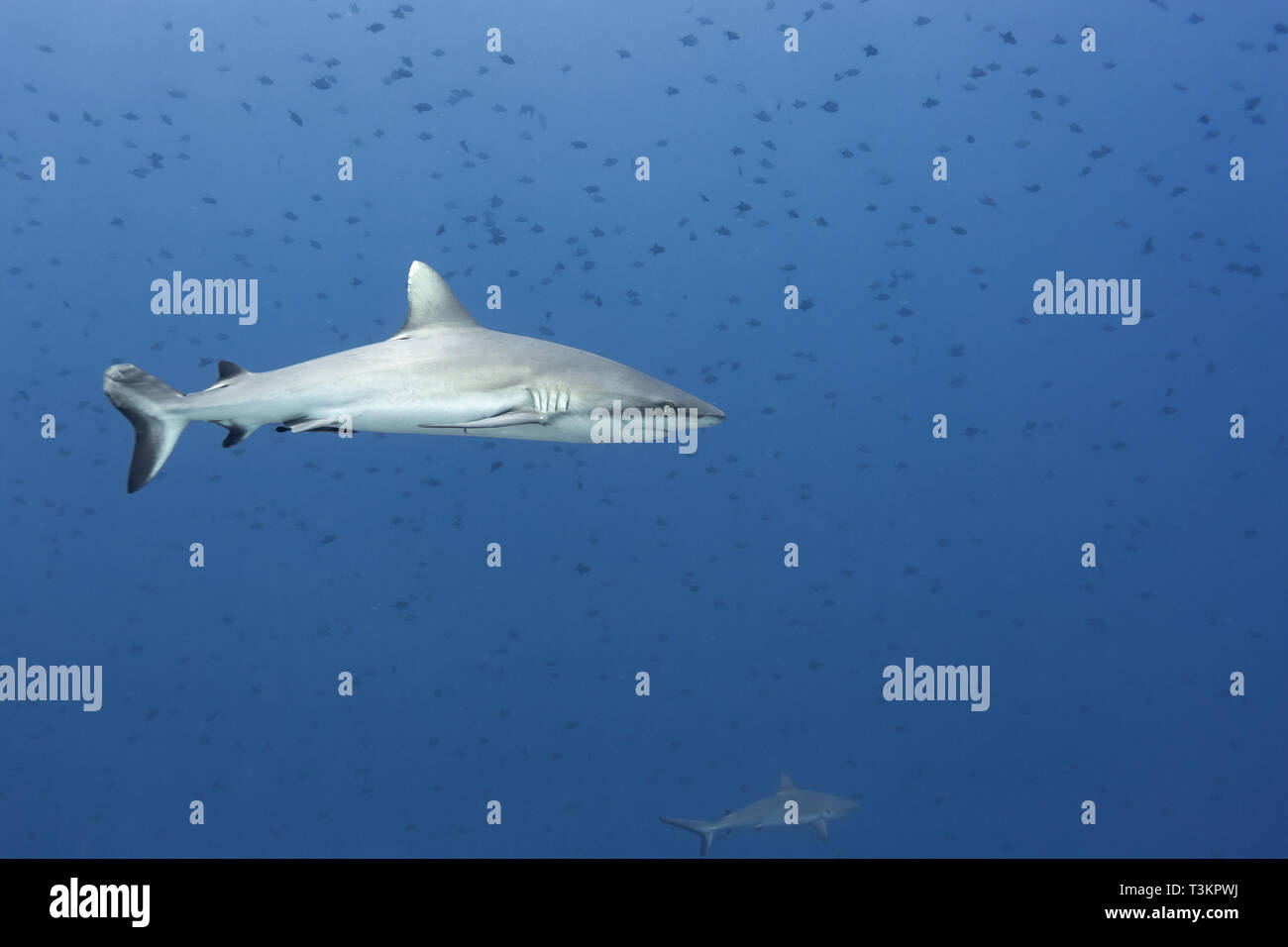 Full Grown Silver Tipped Shark