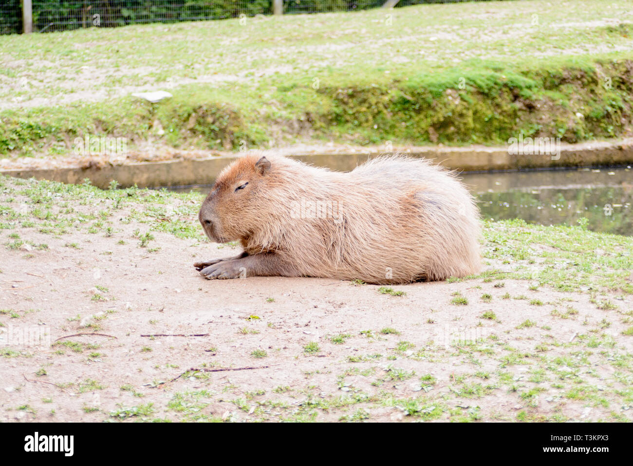 Sleeping capybara hi-res stock photography and images - Alamy