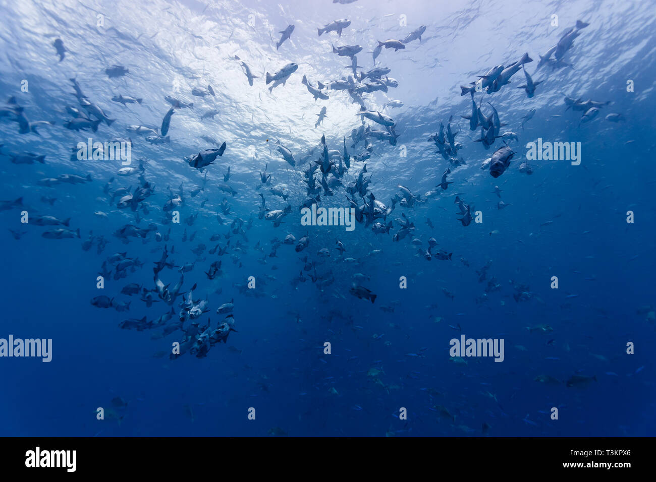 Freediver fish hi-res stock photography and images - Alamy