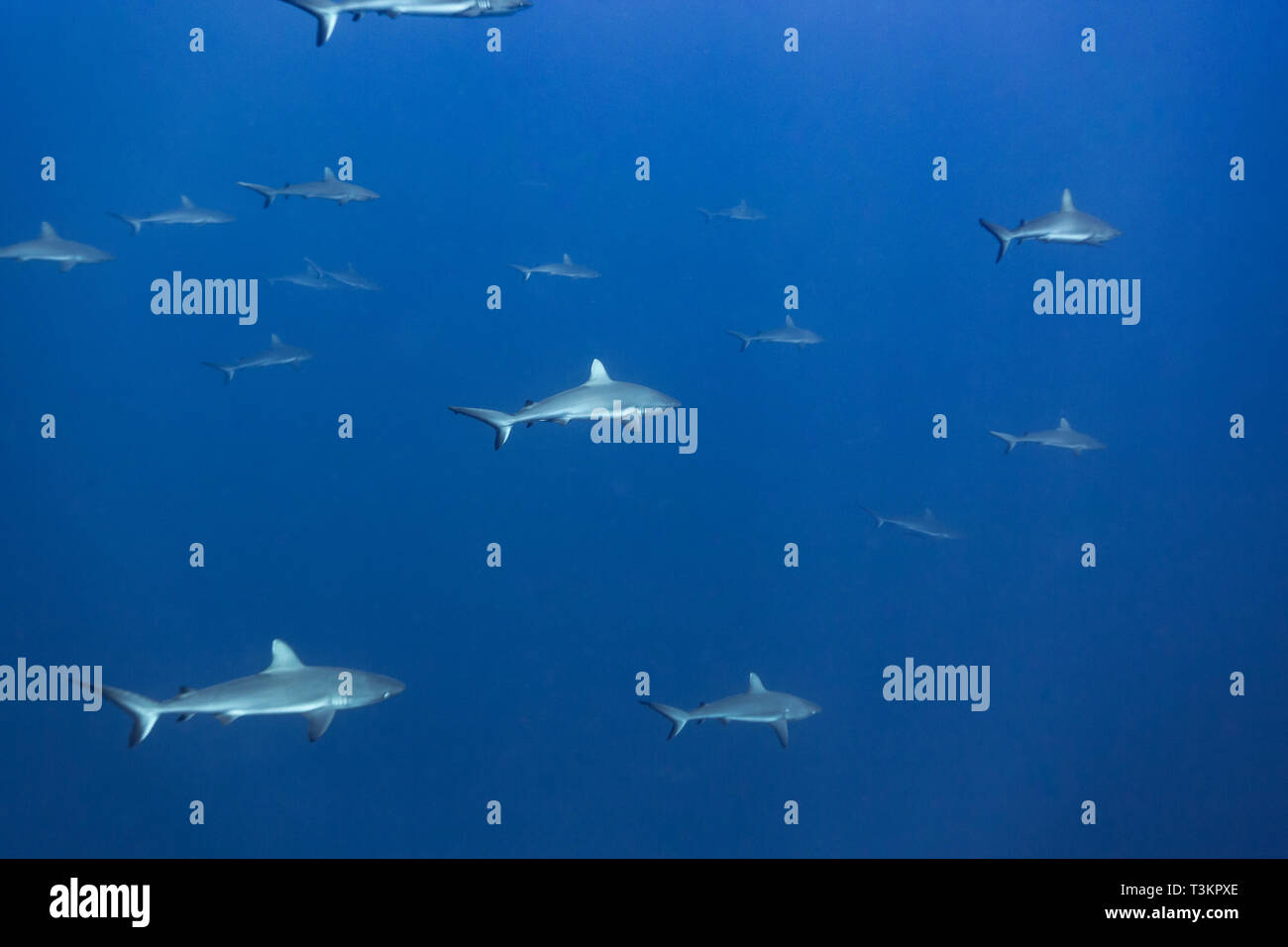 Shiver of sharks hi-res stock photography and images - Alamy