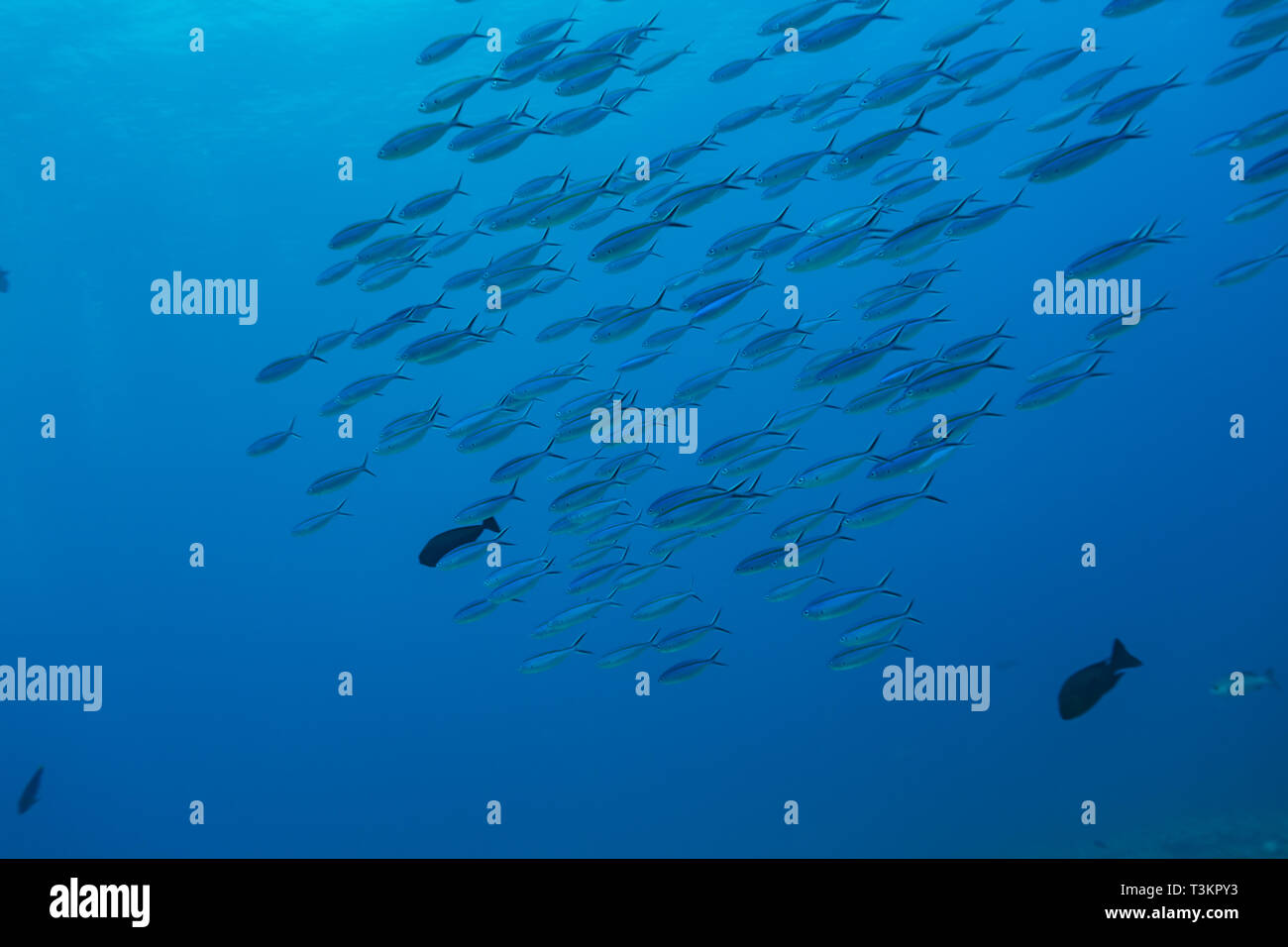 Descending dive hi-res stock photography and images - Alamy