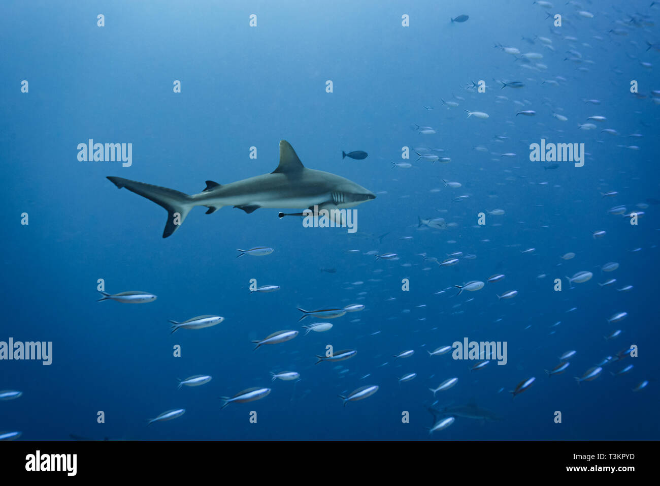 Gray reef shark, Carcharhinus amblyrhynchos with a remoras fish ...