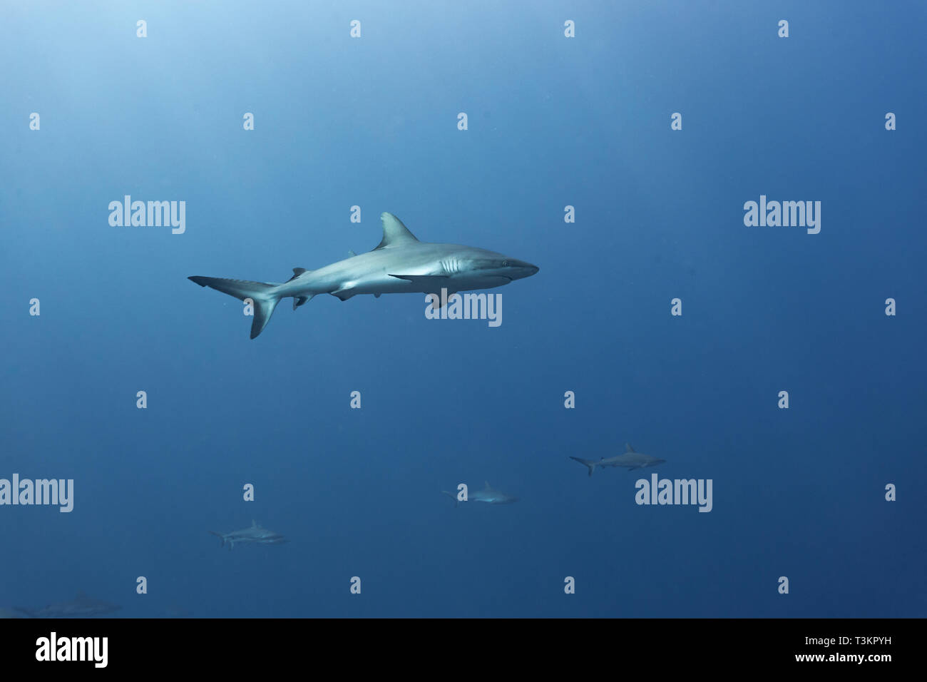 Silver tip shark hi-res stock photography and images - Alamy