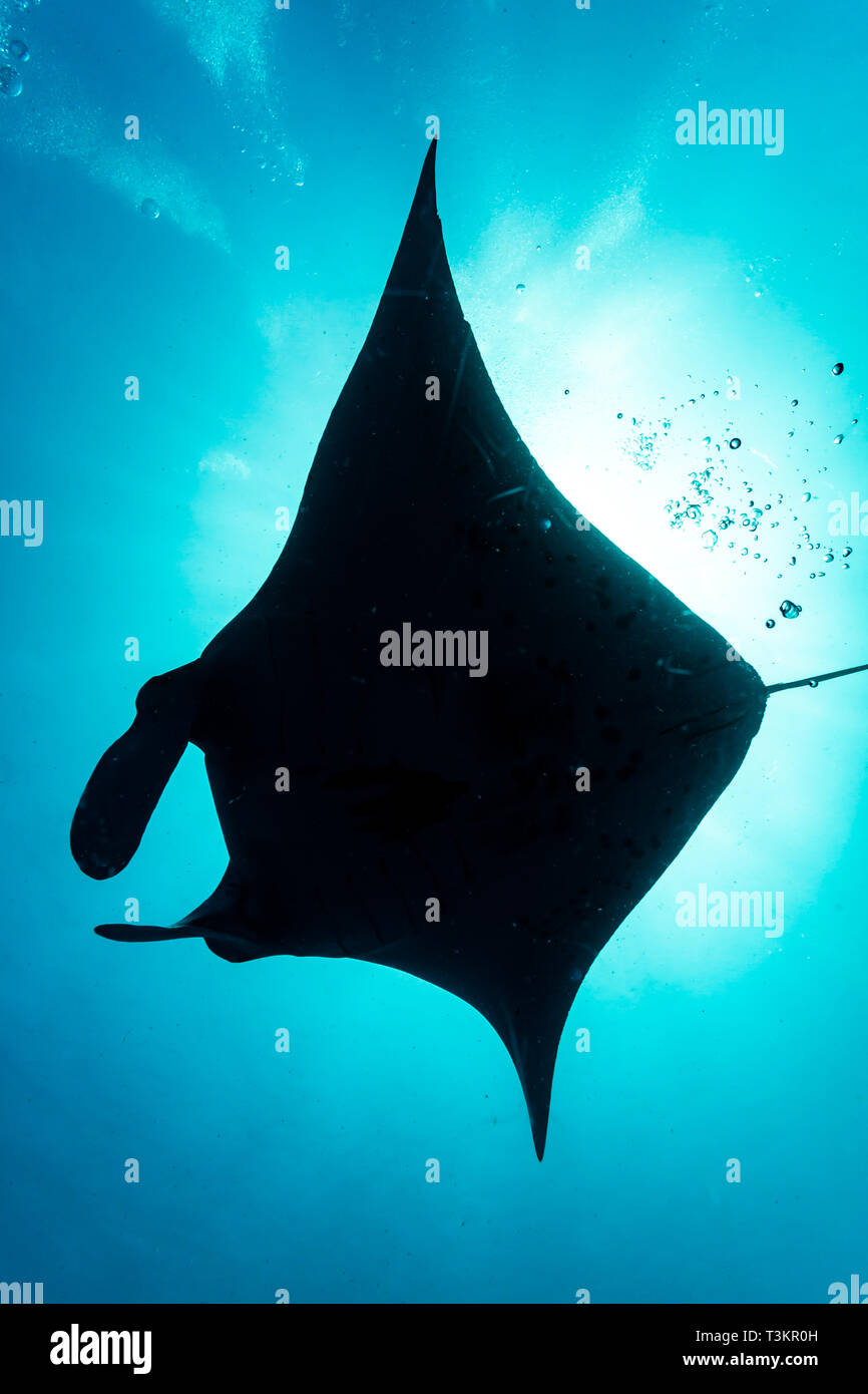 silhouette of giant oceanic manta rays, Manta birostris, underbelly ...