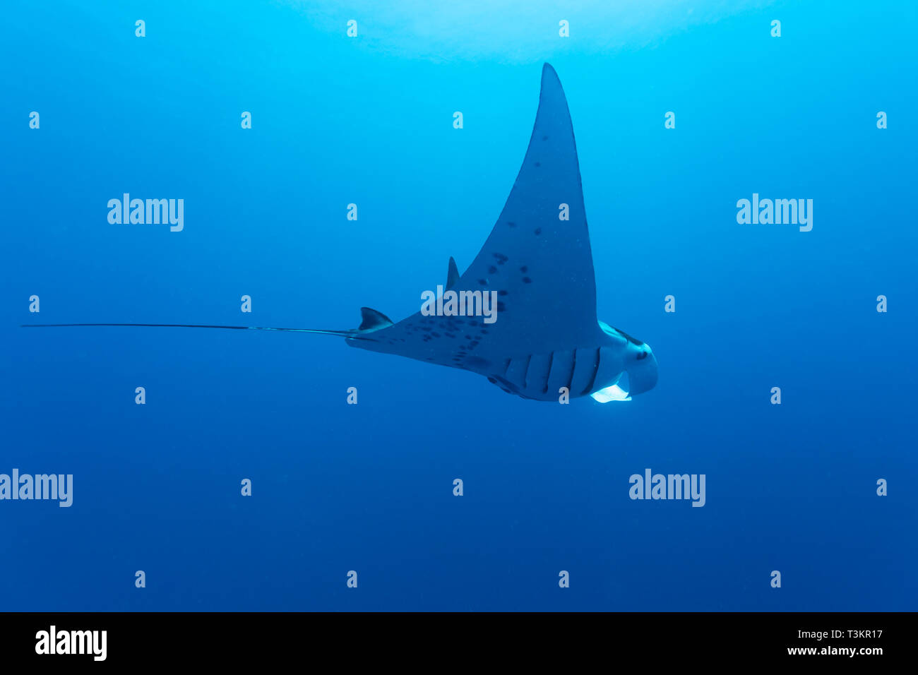 Closeup of giant oceanic manta rays, Manta birostris, in Palau, tail ...